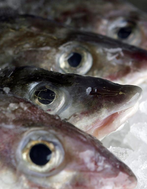 Mauricie: le temps doux menace le début de la pêche au poulamon de l ...
