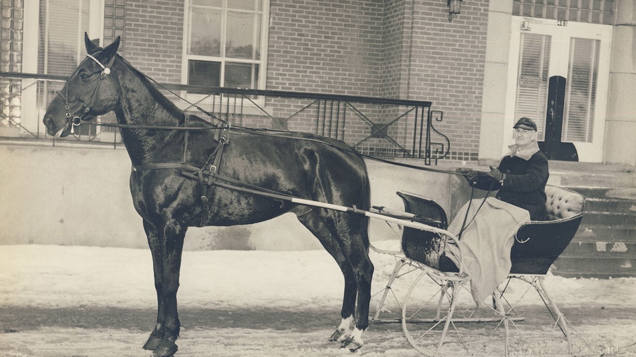 Omniprésence du cheval en Beauce il y a 100 ans | Pierre Morin ...