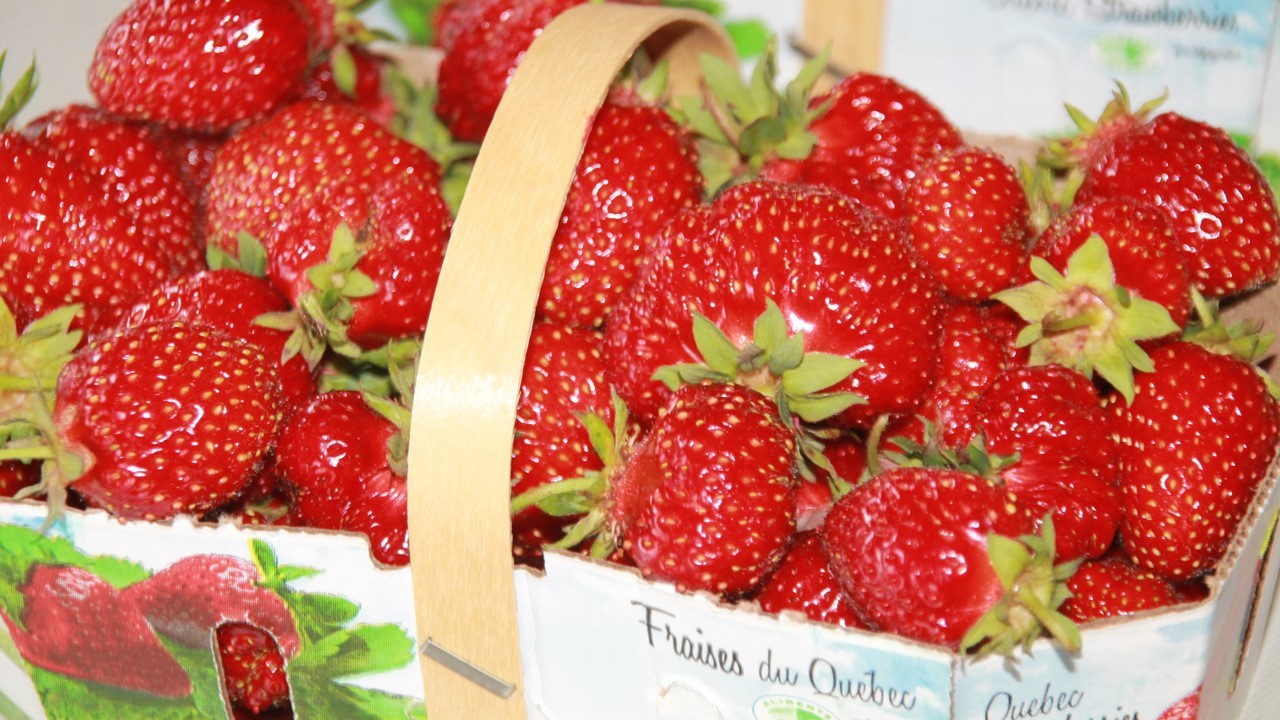 La saison des fraises est lancée en Beauce