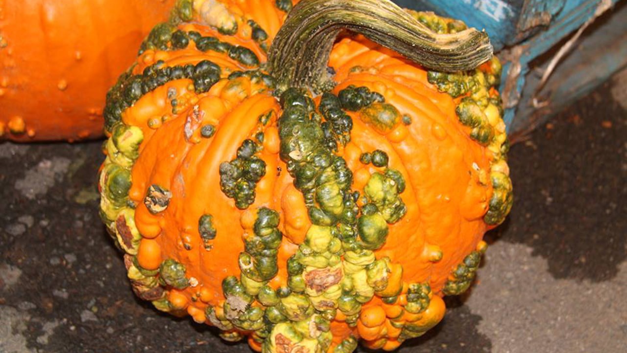 C’est ce temps-ci de l’année : l’Halloween, ses citrouilles, ses ...