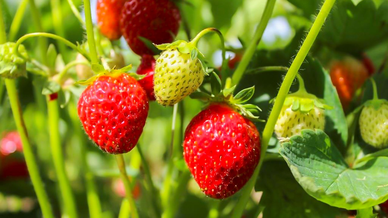 Début de la saison des fraises dans la région Chaudière-Appalaches