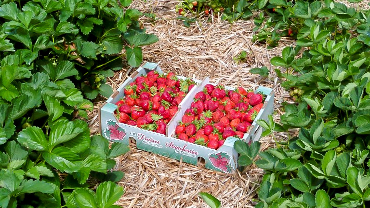 Début de la saison des fraises dans la région Chaudière-Appalaches