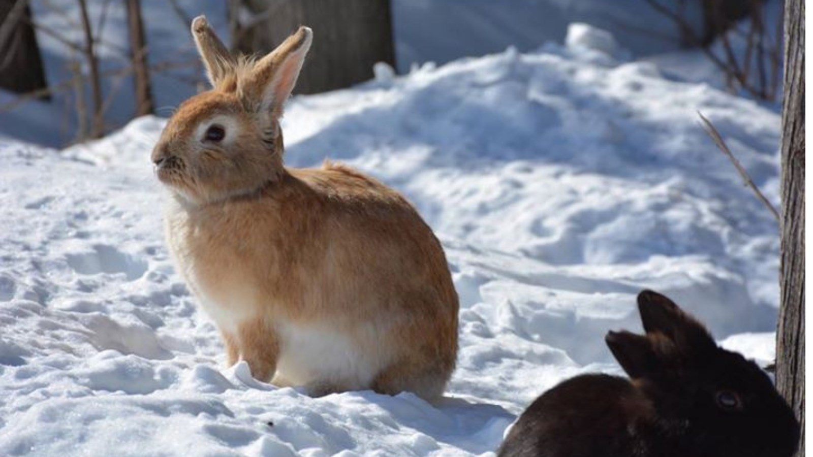 Appel de photographie : Les animaux hivernaux