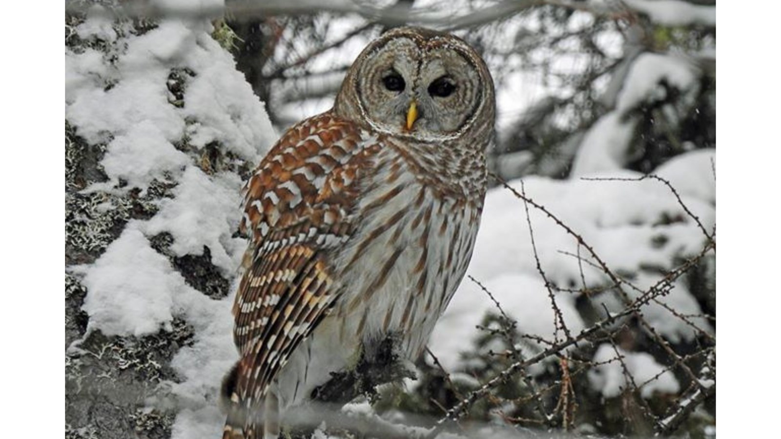 Appel de photographie : Les animaux hivernaux