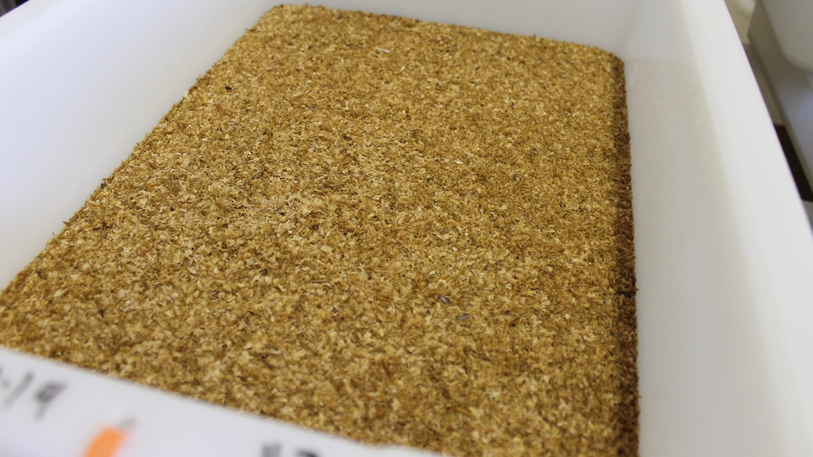 Séduire la Beauce avec de la farine d'insectes