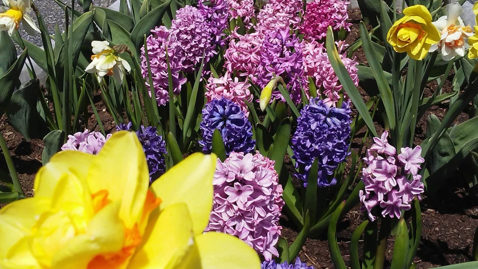 Galerie photos 1 : la fleuraison en Beauce