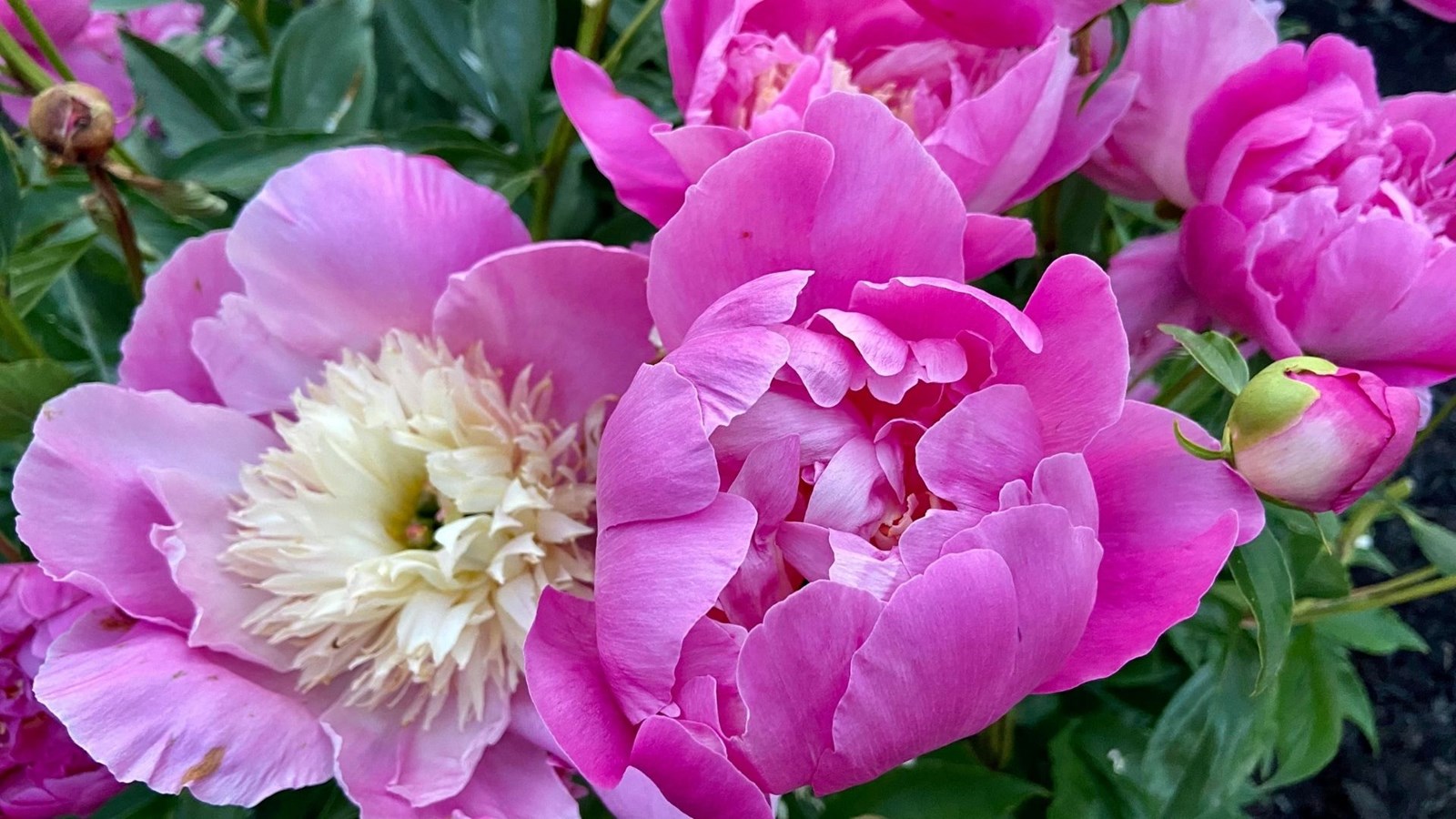 Cinquième galerie pour la fleuraison en folie!