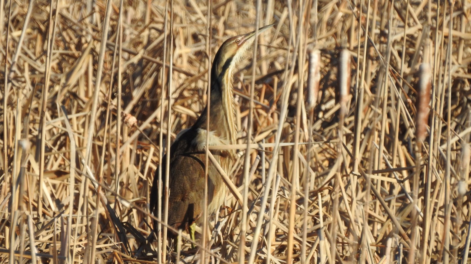 Mario Doyon: un enseignant passionné par les oiseaux
