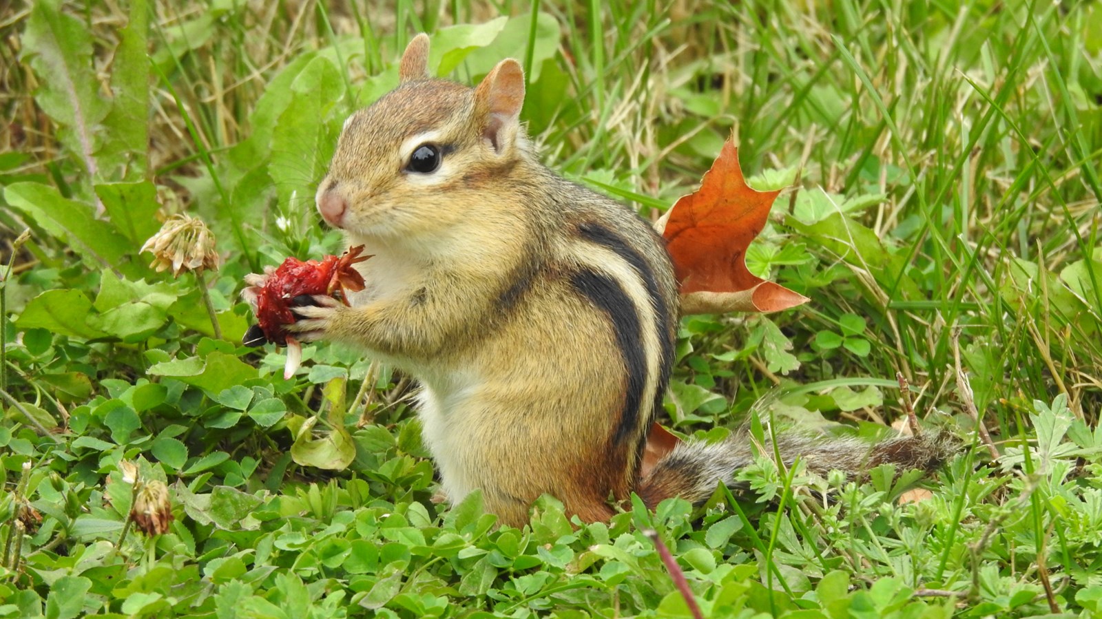 Mario Doyon: un enseignant passionné par les oiseaux