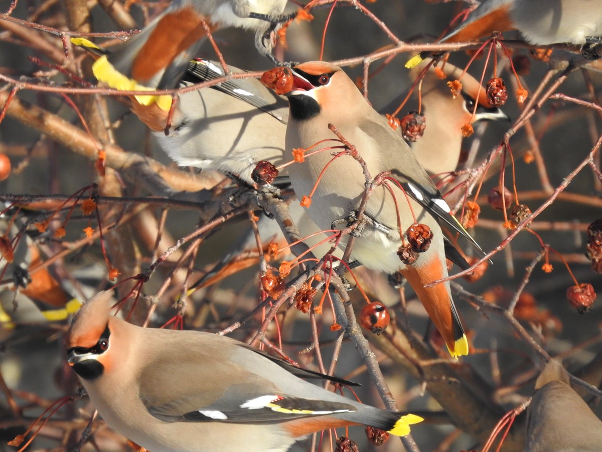 Des jaseurs boréaux à travers la lentille de Mario Doyon