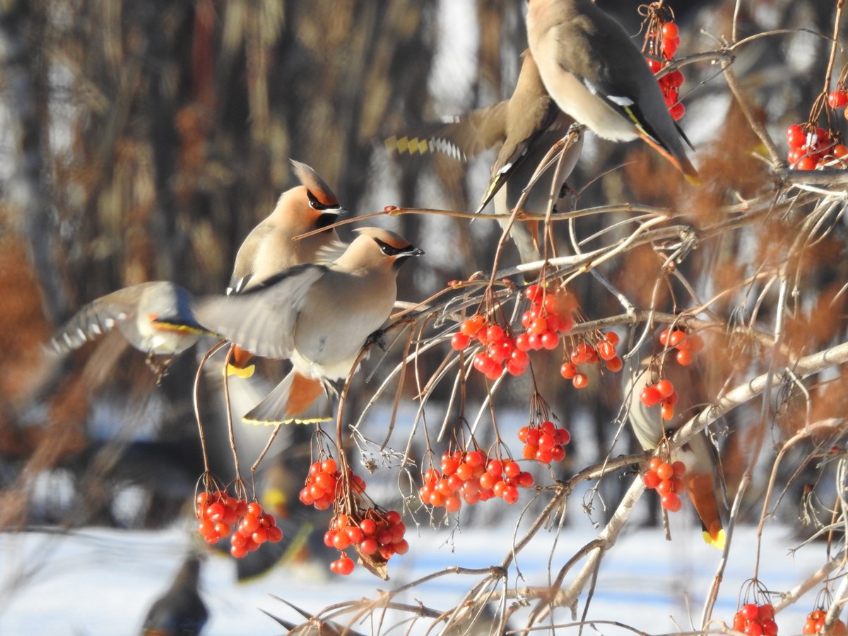 Des jaseurs boréaux à travers la lentille de Mario Doyon